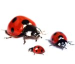 Lost Ladybug Project | Schoolmarm Ohio